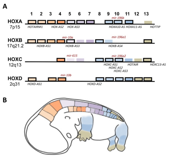 Methylation in HOX Clusters and Its Applications in Cancer Therapy