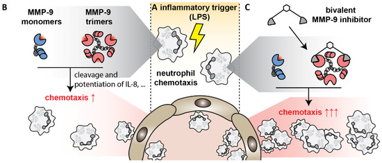 Bivalent Inhibitor with Selectivity for Trimeric MMP-9 Amplifies ...