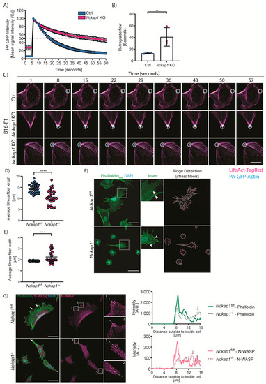 The WAVE Regulatory Complex Is Required to Balance Protrusion and ...