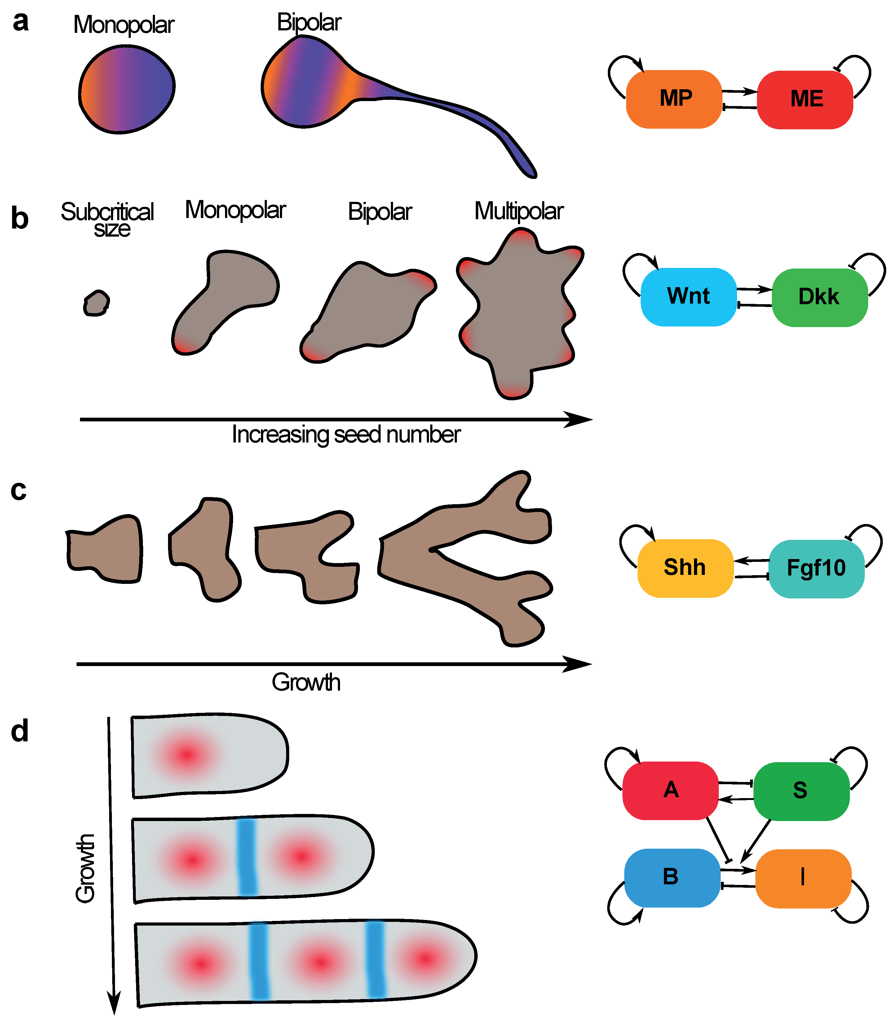 Size-Regulated Symmetry Breaking in Reaction-Diffusion Models of ...