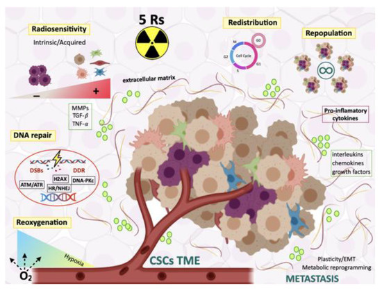 CSC Radioresistance: A Therapeutic Challenge to Improve Radiotherapy ...