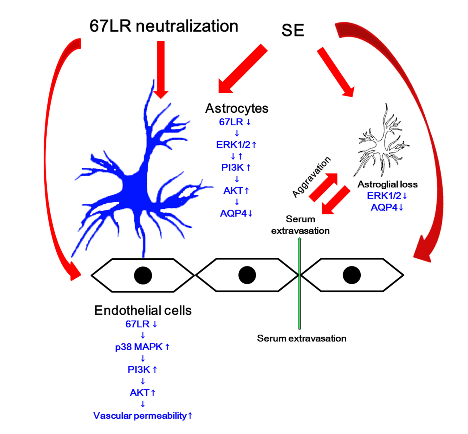 Cells | Free Full-Text | Blockade of 67-kDa Laminin Receptor ...
