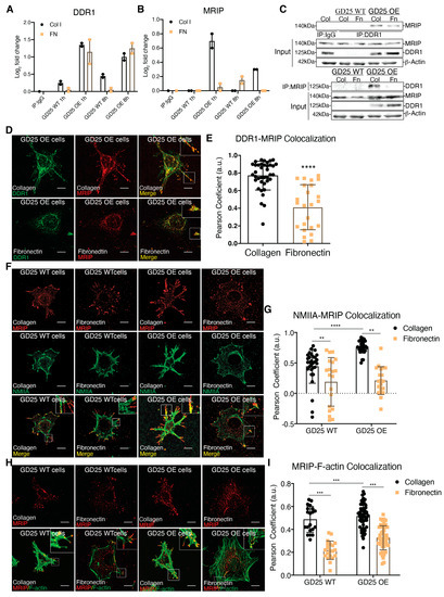 MRIP Regulates the Myosin IIA Activity and DDR1 Function to Enable ...