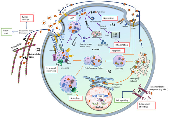 The Ins and Outs of Cathepsins: Physiological Function and Role in ...