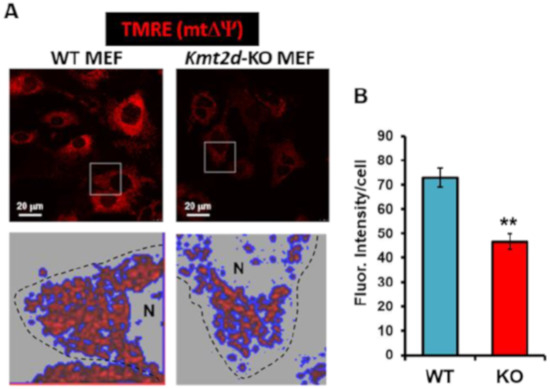 Loss of Function of the Gene Encoding the Histone Methyltransferase ...