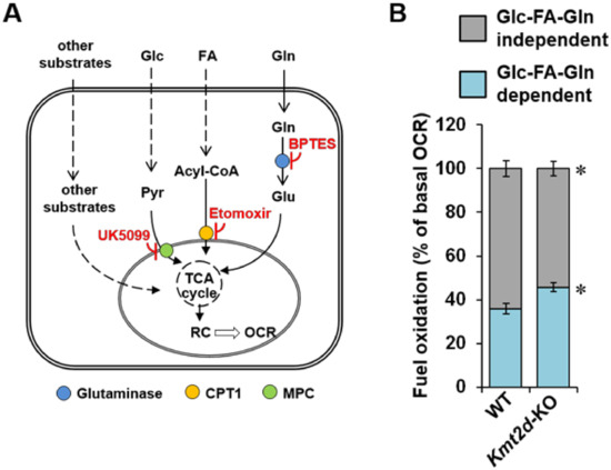 Loss of Function of the Gene Encoding the Histone Methyltransferase ...