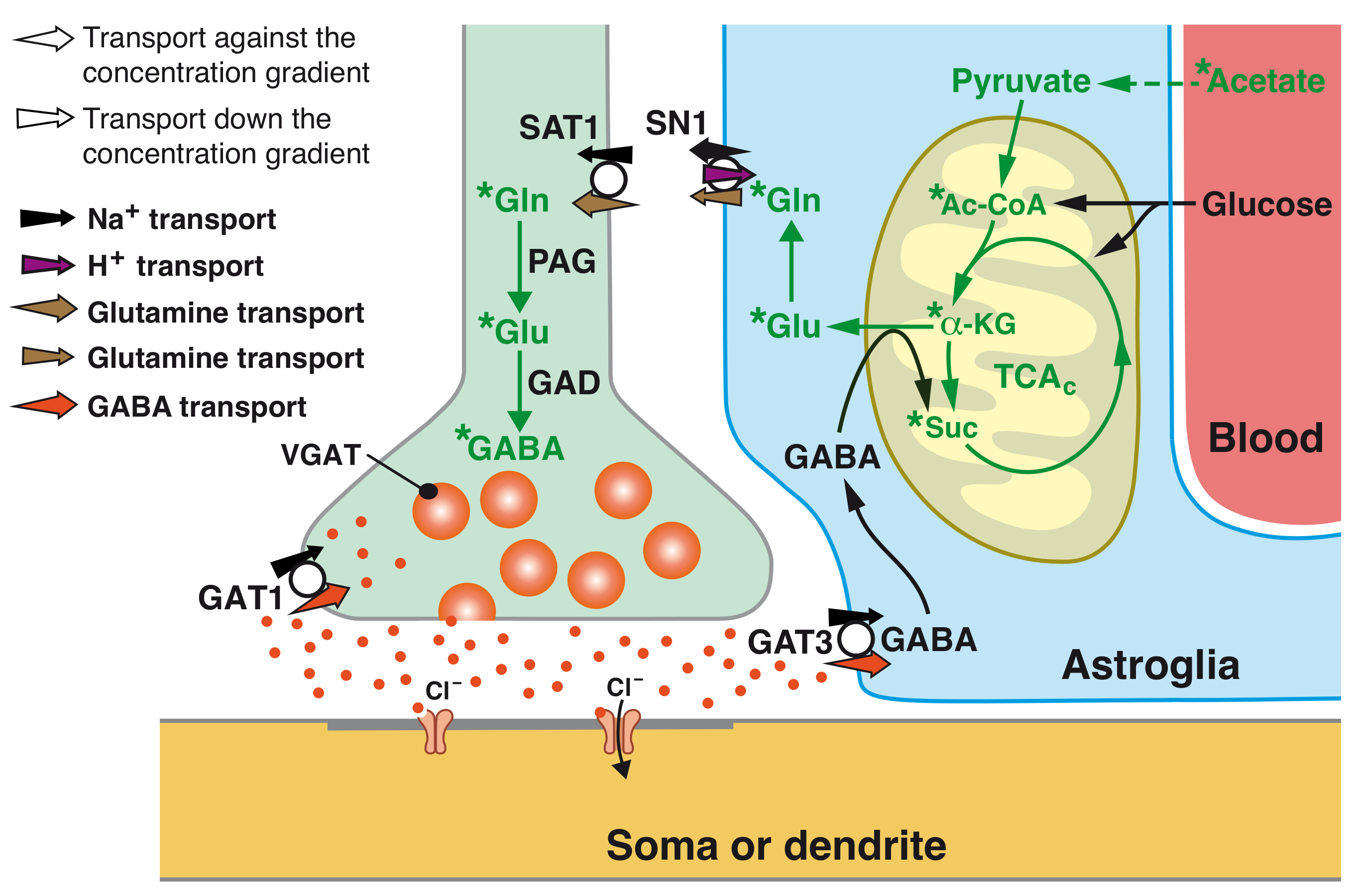 Cells | Free Full-Text | Slc38a1 Conveys Astroglia-Derived Glutamine ...