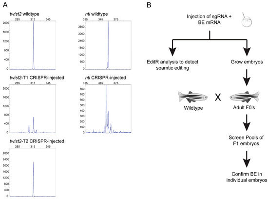 BE4max and AncBE4max Are Efficient in Germline Conversion of C:G to T:A ...