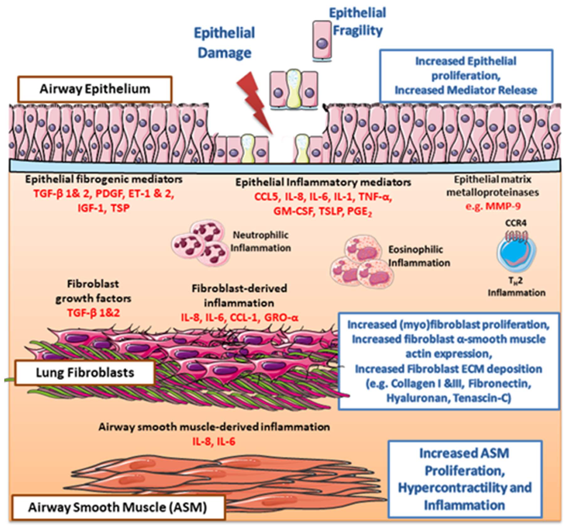 What Have In Vitro Co-Culture Models Taught Us about the Contribution ...