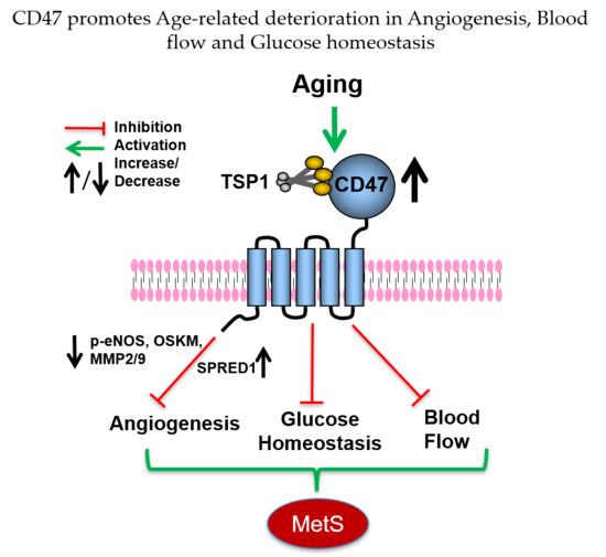 Cells | Free Full-Text | CD47 Promotes Age-Associated Deterioration in ...