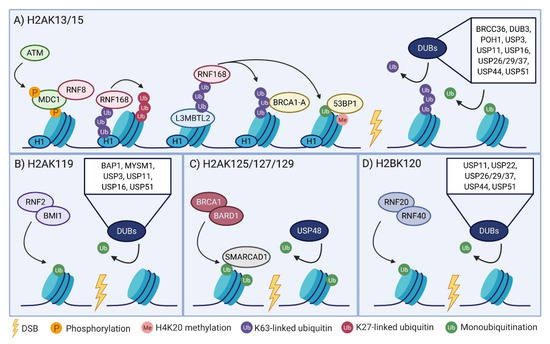 Regulation of Histone Ubiquitination in Response to DNA Double Strand ...