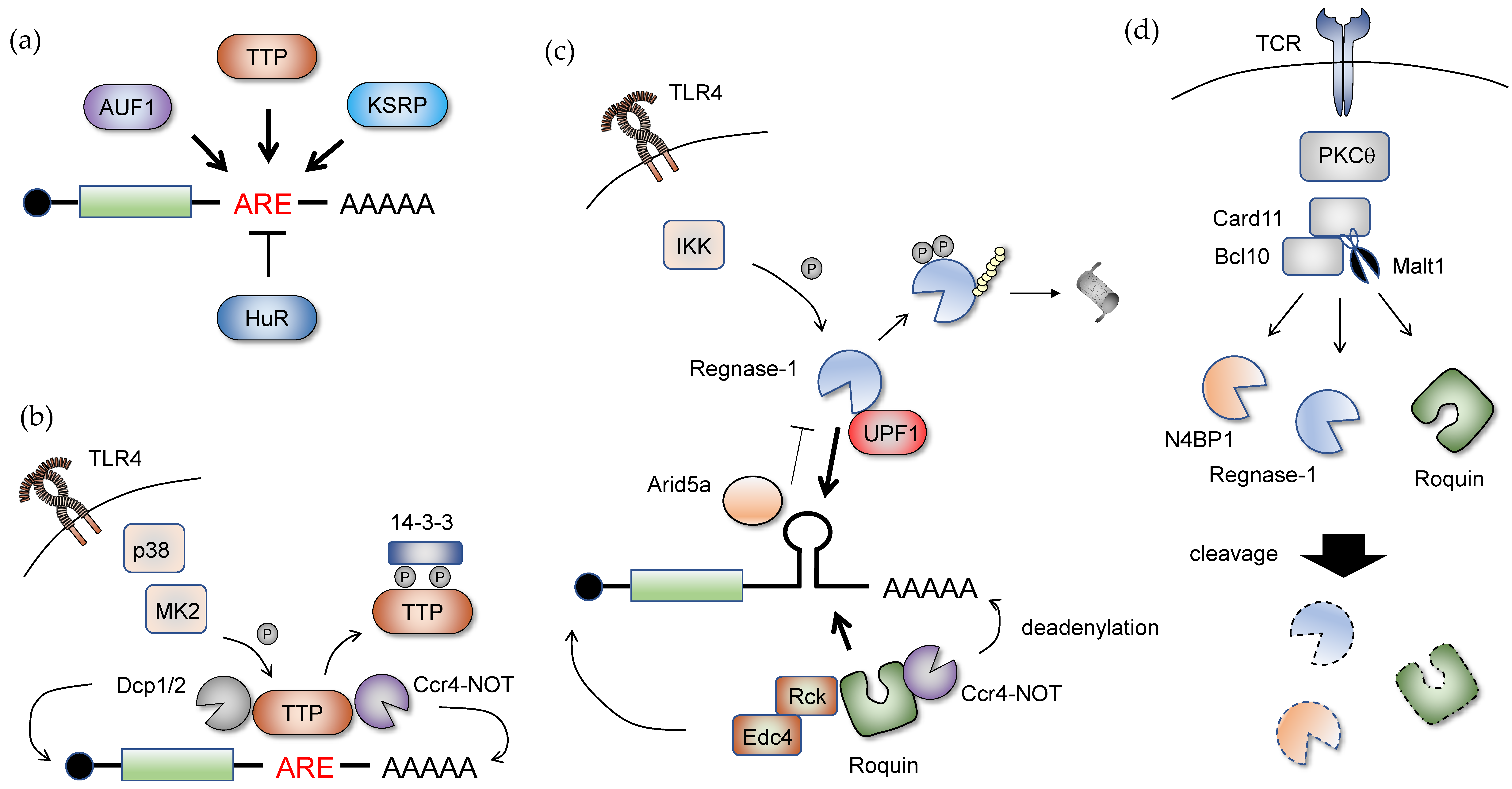 RNA Recognition and Immunity—Innate Immune Sensing and Its Posttranscriptional Regulation Mechanisms