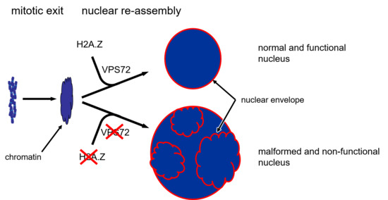 Cells | Special Issue : Histone Variants from Structure to Molecular ...