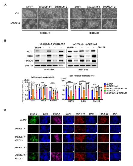 CXCL14 Maintains hESC Self-Renewal through Binding to IGF-1R and ...