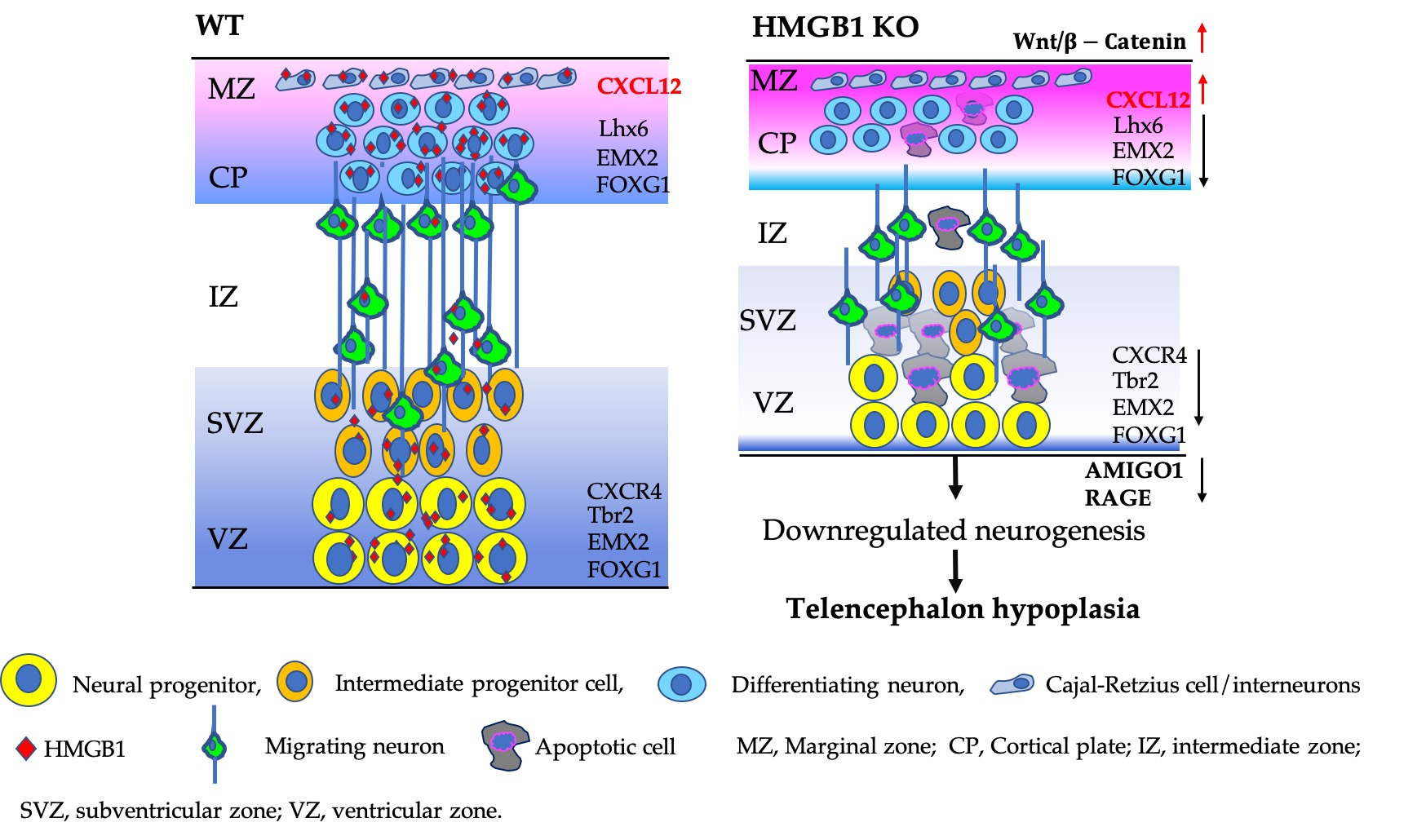 Cells | Free Full-Text | Regulation of Neurogenesis in Mouse Brain by HMGB1