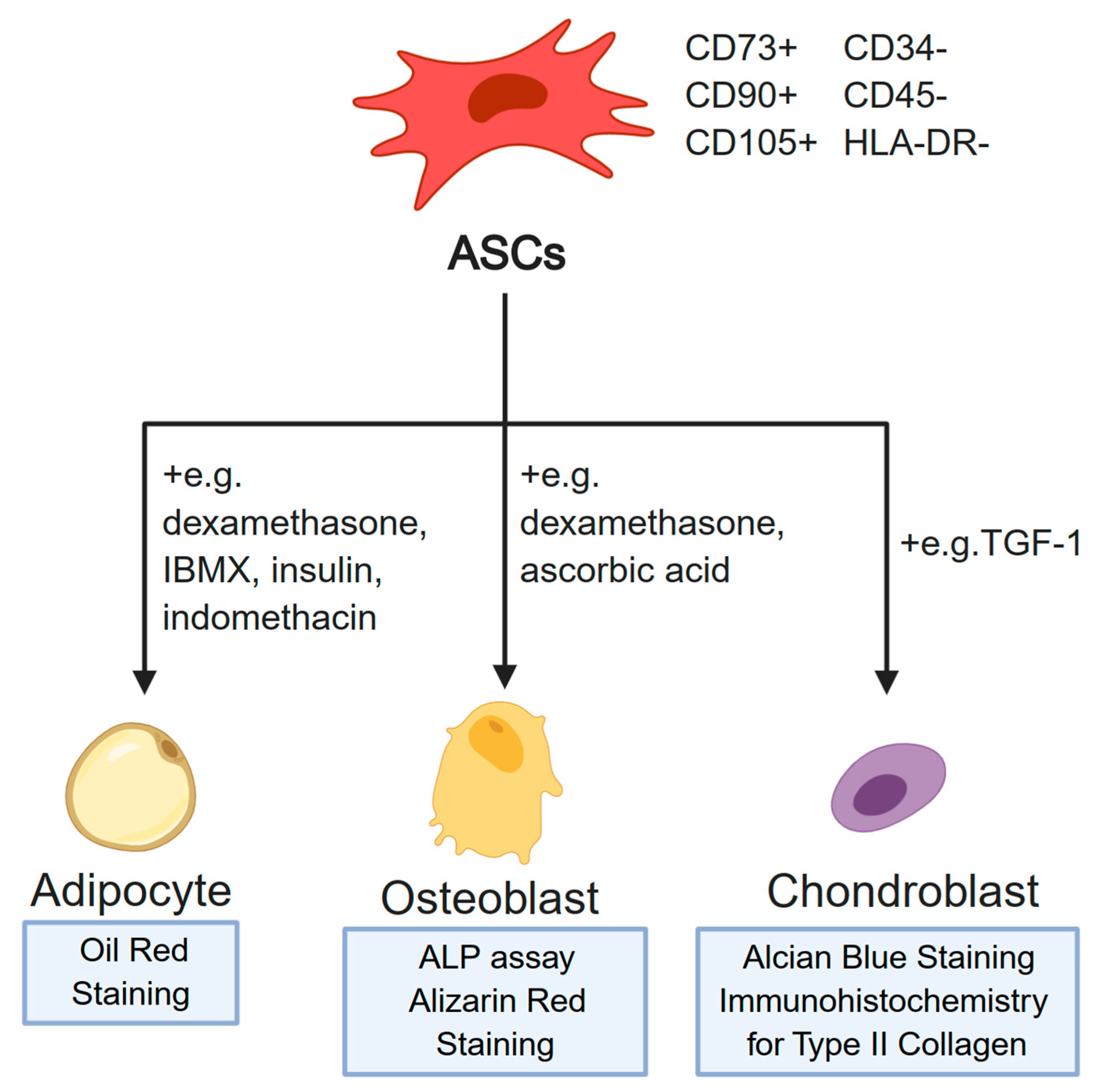 Cells Free Full Text In Vitro Cultures Of Adipose Derived Stem