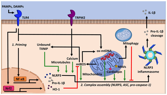 Cells | Free Full-Text | The NLRP3 Inflammasome: Metabolic Regulation and Contribution to ...