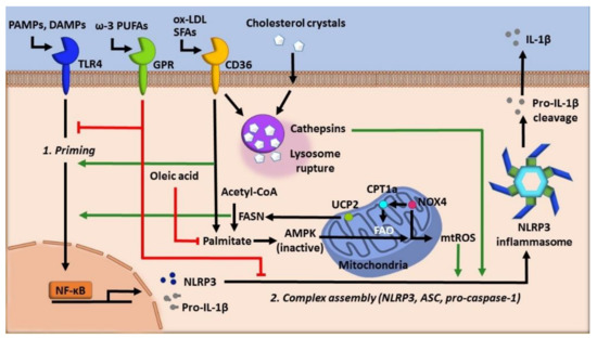 The NLRP3 Inflammasome: Metabolic Regulation and Contribution to ...