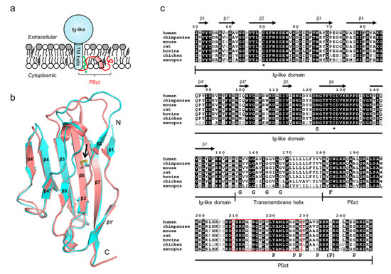 How Does Protein Zero Assemble Compact Myelin?