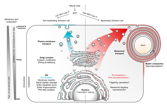 How Does Protein Zero Assemble Compact Myelin?