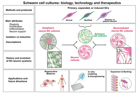 Cells | Free Full-Text | Schwann Cell Cultures: Biology, Technology and ...
