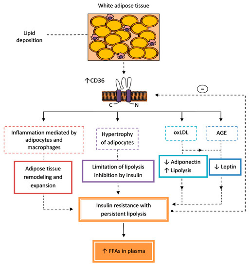 The Multifunctionality of CD36 in Diabetes Mellitus and Its ...