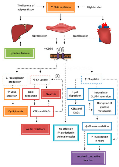 The Multifunctionality of CD36 in Diabetes Mellitus and Its ...