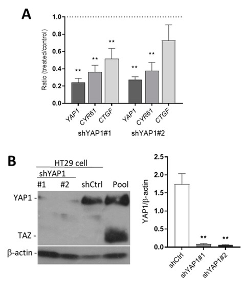 The Hippo Pathway Effector YAP1 Regulates Intestinal Epithelial Cell ...