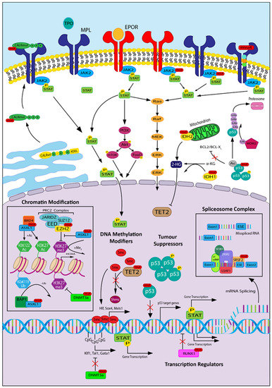 MPN: The Molecular Drivers of Disease Initiation, Progression and ...