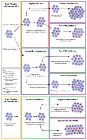 MPN: The Molecular Drivers of Disease Initiation, Progression and ...