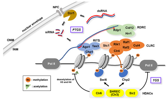 Nuclear Envelope Proteins Modulating the Heterochromatin Formation and ...