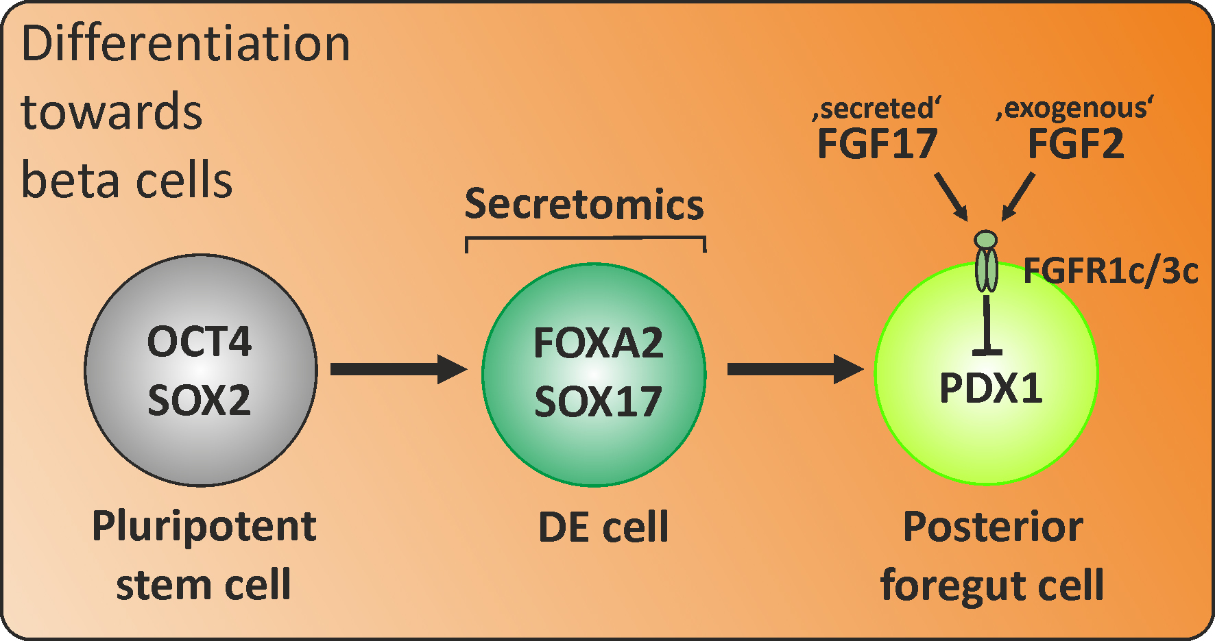 Cells | Free Full-Text | FGF2 Inhibits Early Pancreatic Lineage ...