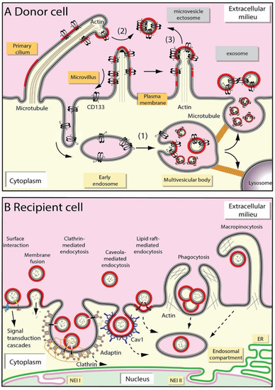 Uptake and Fate of Extracellular Membrane Vesicles: Nucleoplasmic ...