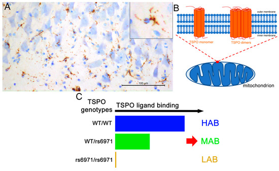 In Vivo TSPO Signal and Neuroinflammation in Alzheimer’s Disease