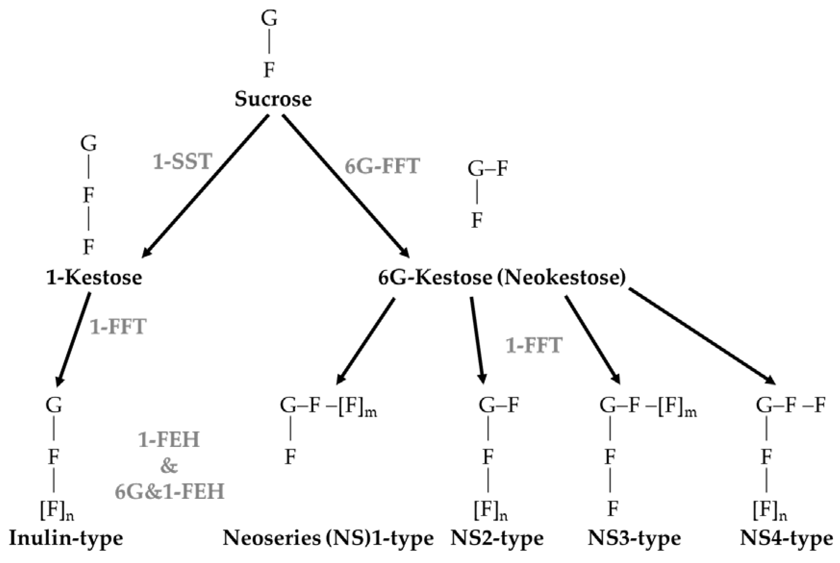Fructans Are Differentially Distributed in Root Tissues of Asparagus