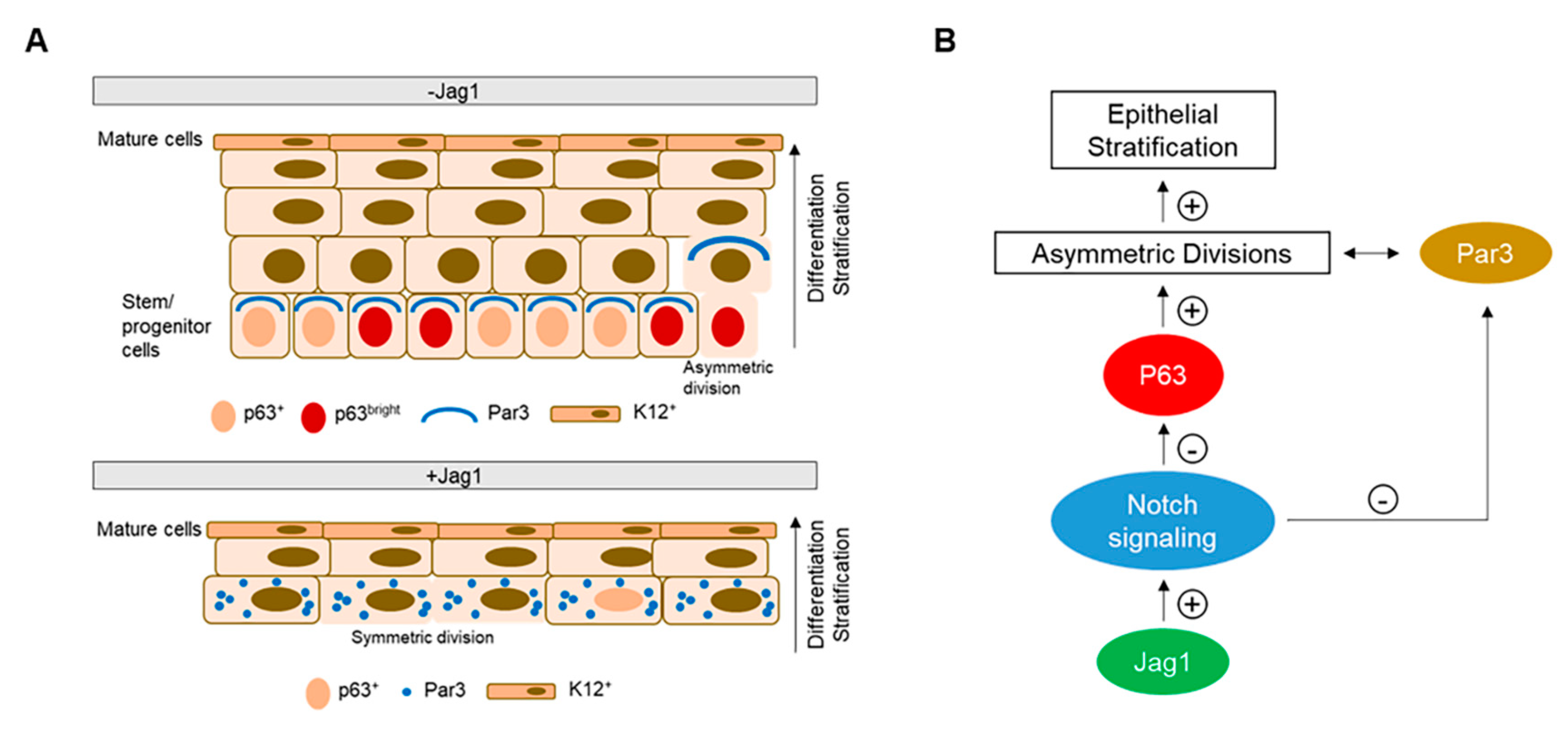 Cells | Free Full-Text | Role of Jagged1-mediated Notch Signaling ...