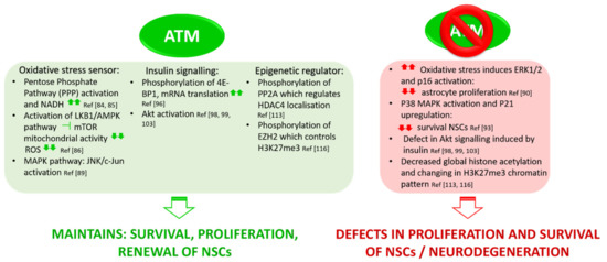 ATM Protein Kinase: Old and New Implications in Neuronal Pathways and ...