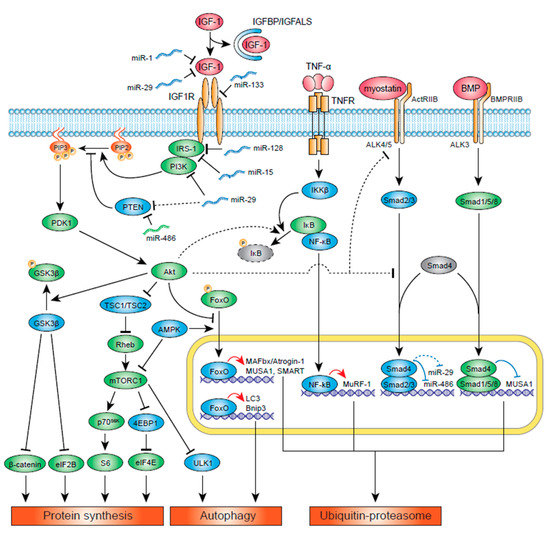 Mechanisms of IGF-1-Mediated Regulation of Skeletal Muscle Hypertrophy ...