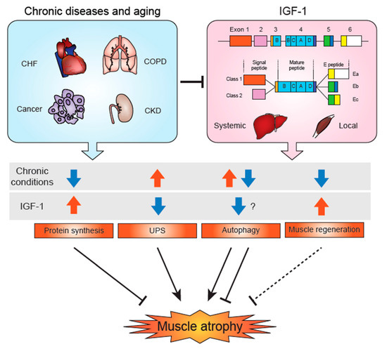 Mechanisms of IGF-1-Mediated Regulation of Skeletal Muscle Hypertrophy ...