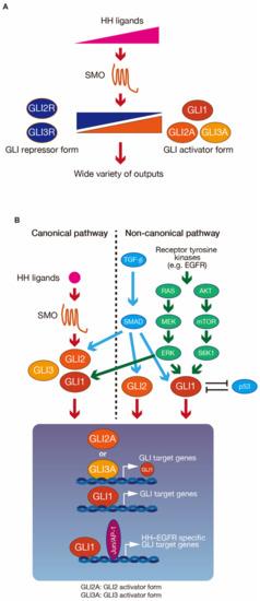 Fine-Tuning of GLI Activity through Arginine Methylation: Its ...