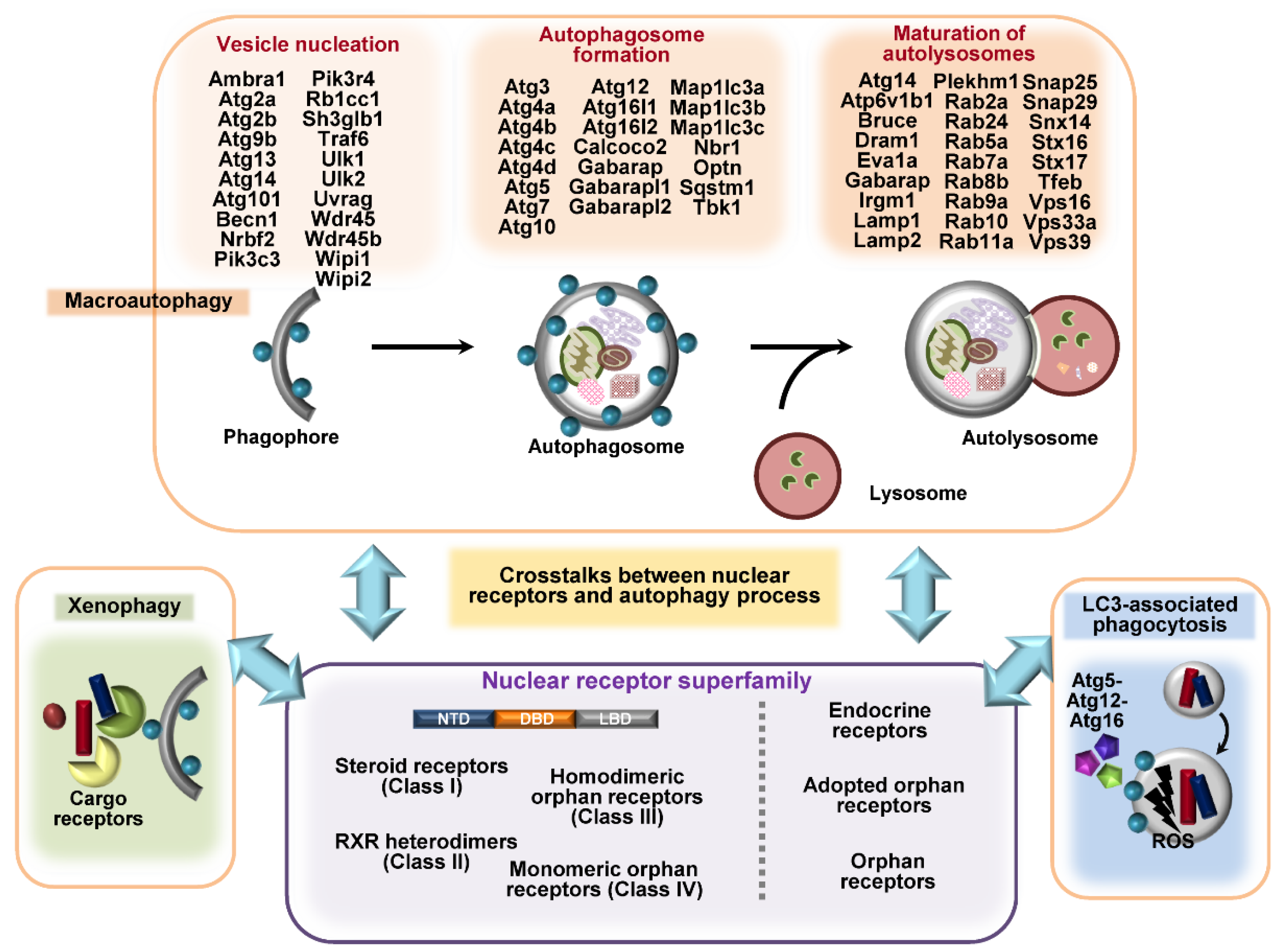 Nuclear Receptors as Autophagy-Based Antimicrobial Therapeutics