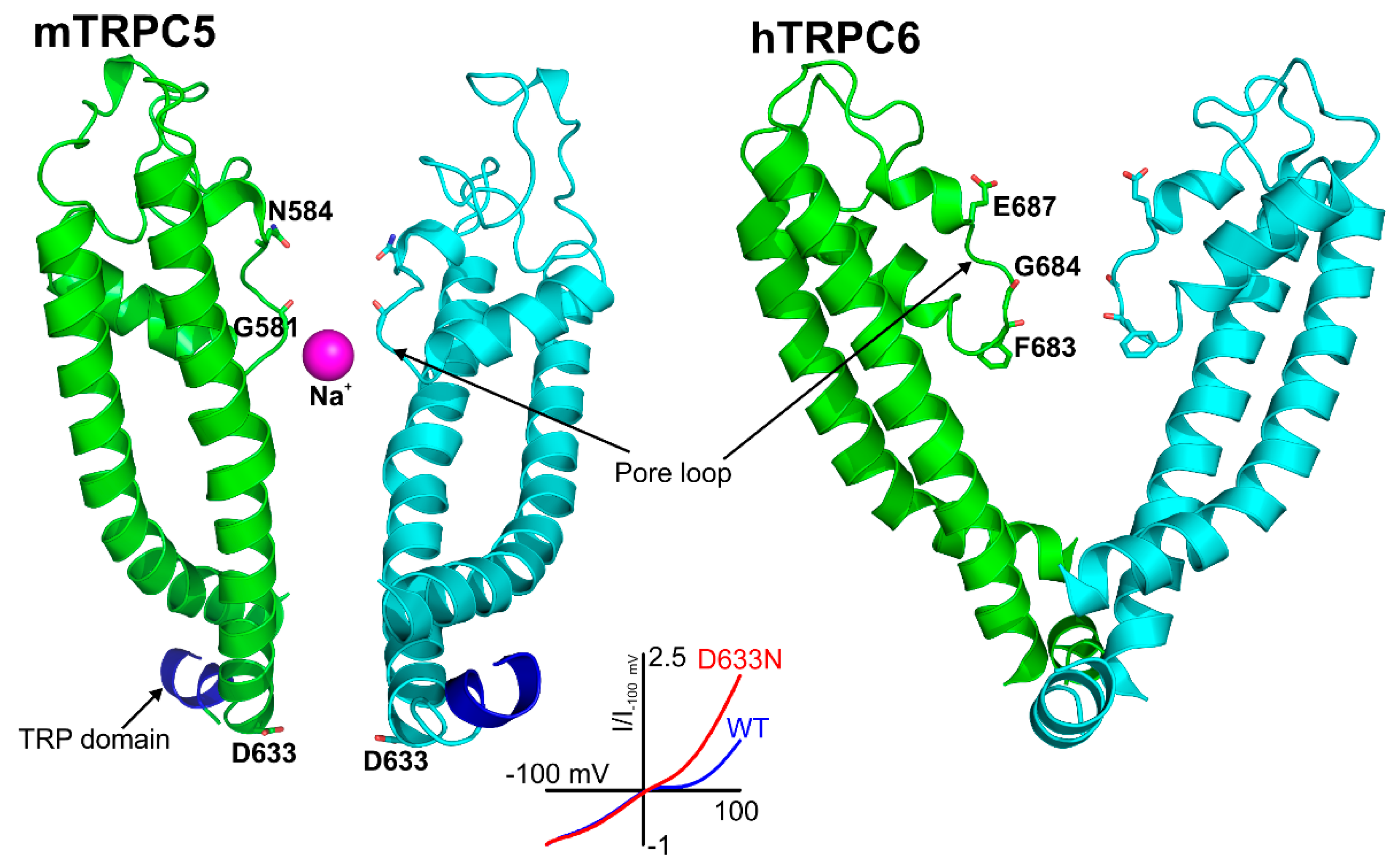 Transient Receptor Potential Canonical (TRPC) Channels: Then and Now