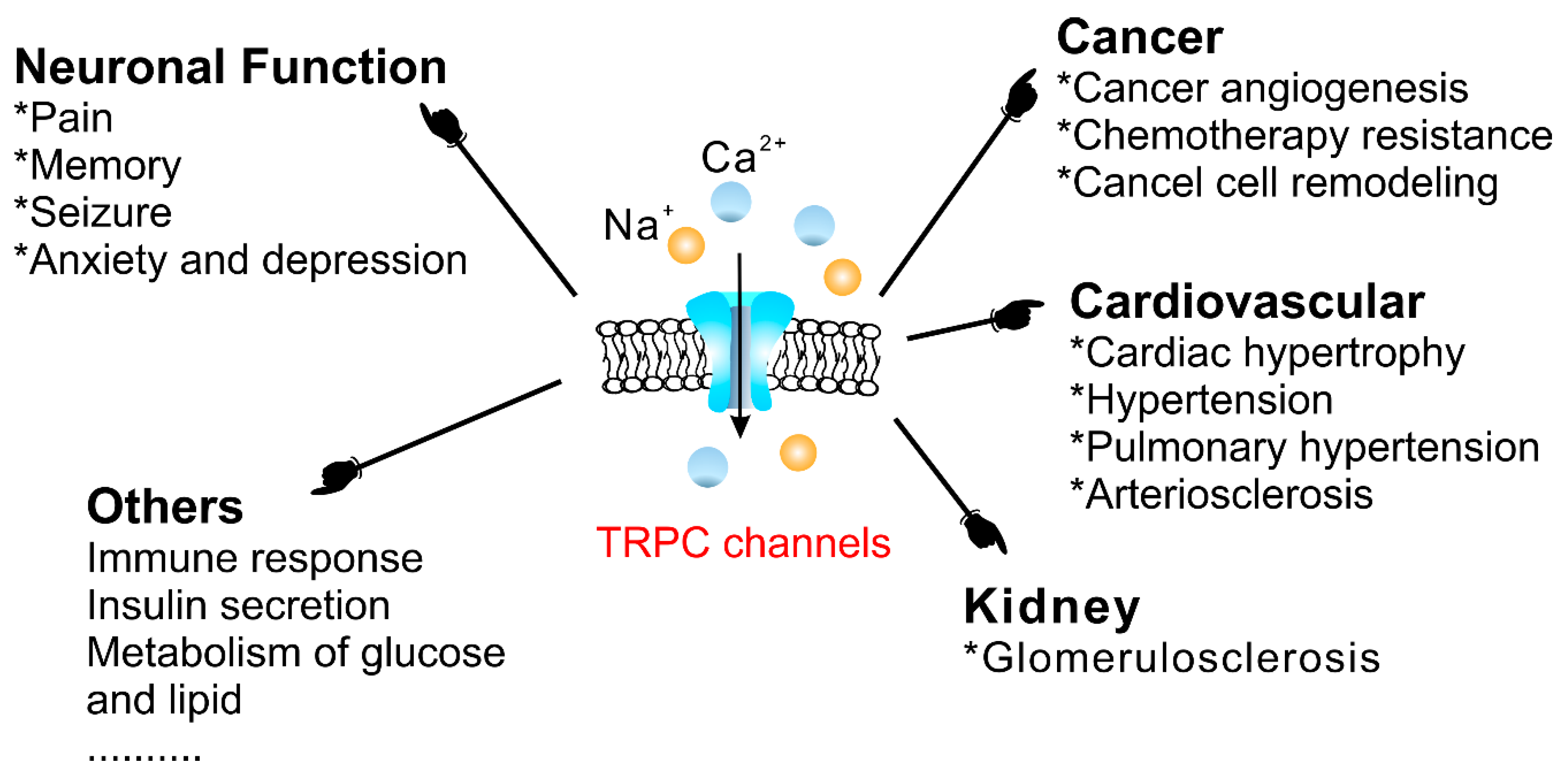 Cells | Free Full-Text | Transient Receptor Potential Canonical (TRPC) Channels: Then and Now