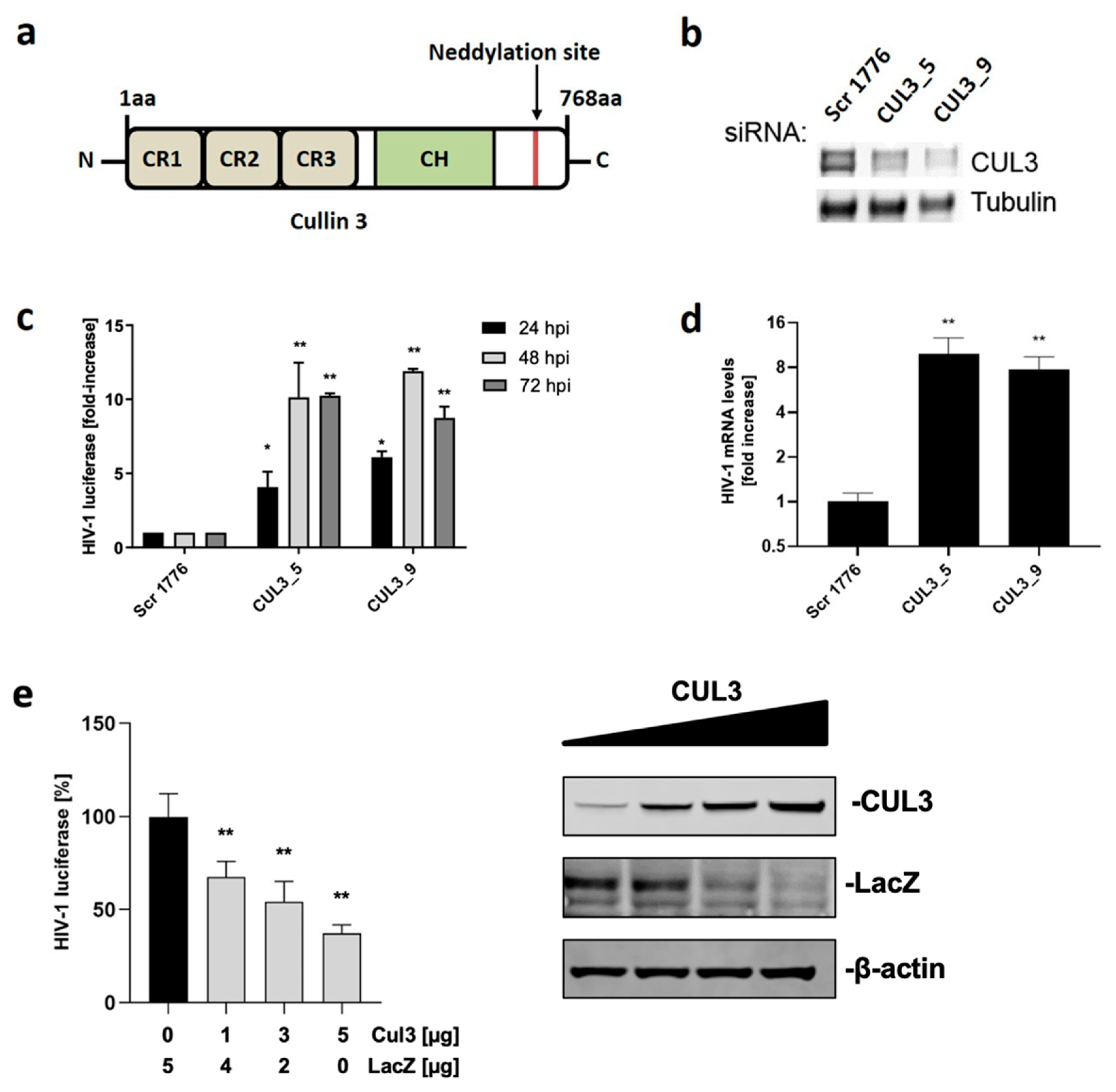 The E3 Ubiquitin-Protein Ligase Cullin 3 Regulates HIV-1 Transcription