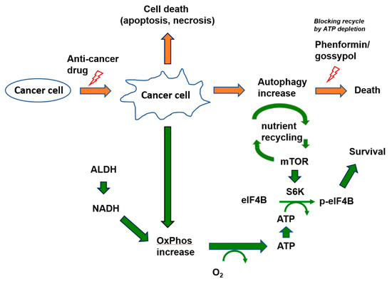 Targeting Oxidative Phosphorylation Reverses Drug Resistance in Cancer ...