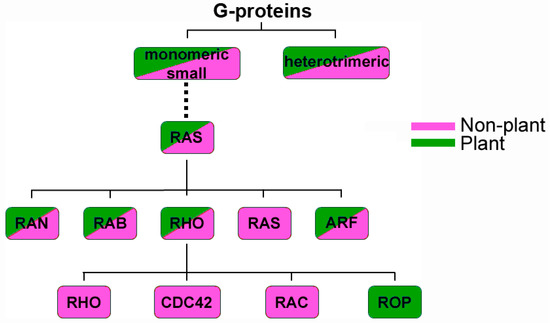 Cells | Free Full-Text | Regulation and Functions of ROP GTPases in ...