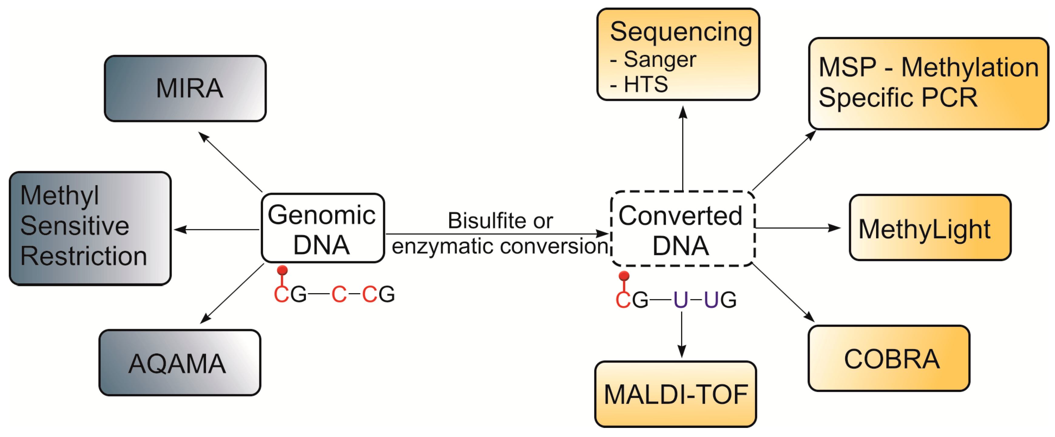 Aberrant Methylation of LINE-1 Transposable Elements: A Search for ...