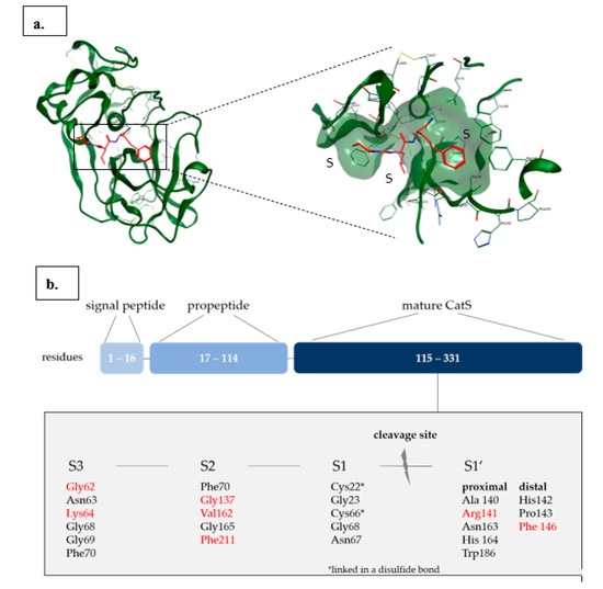 Novel Opportunities for Cathepsin S Inhibitors in Cancer Immunotherapy ...