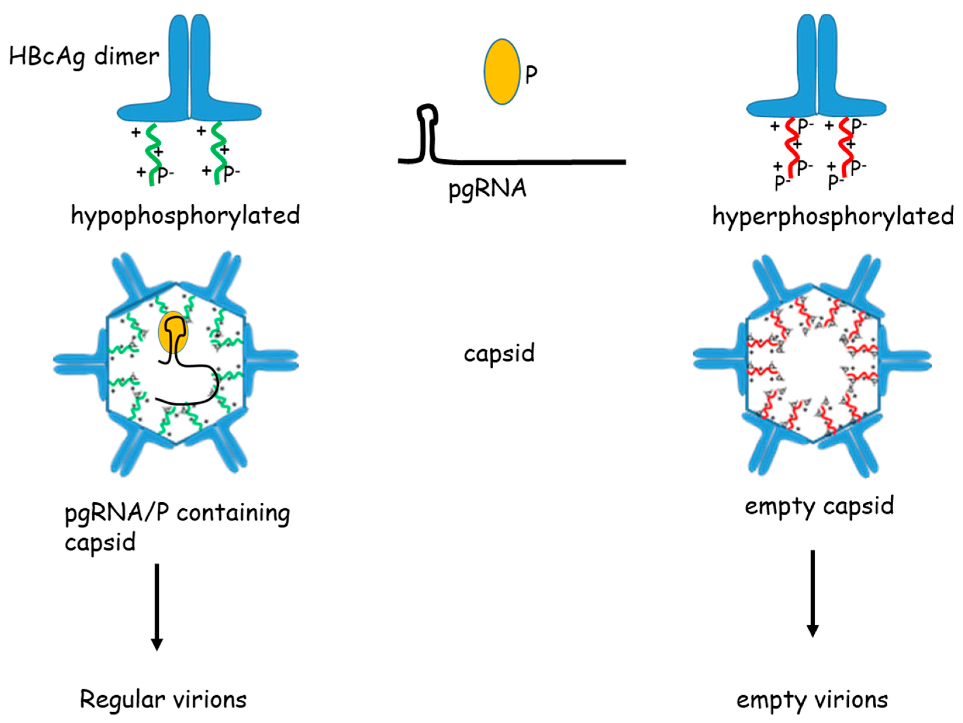 Cells | Free Full-Text | Intracellular Trafficking of HBV Particles