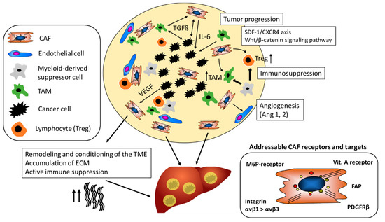Targeting Cancer Associated Fibroblasts in Liver Fibrosis and Liver ...